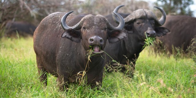 TATESAL: MANDA SÜTÜ VE MANDA YOĞURDU B12 KAYNAĞI