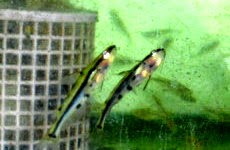 Ikan Hias Tawar.....Menakjubkan (Amazing......Ornamental Freshwater ...