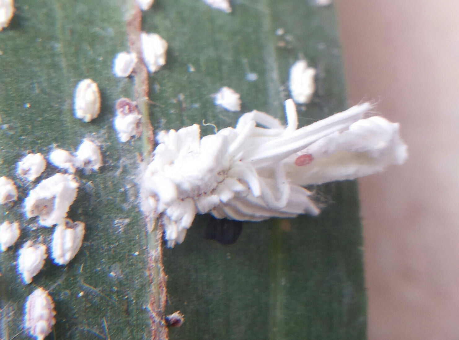 Árvores e Fungos: [Inseto] Gênero Crypticerya - Cochonilha