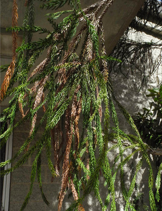 Studio and Garden: Needles and Cones: The Ancient Conifers