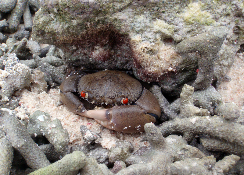 AQUATICHYK: RED-EYED ROCK CRAB / Eriphia sebana