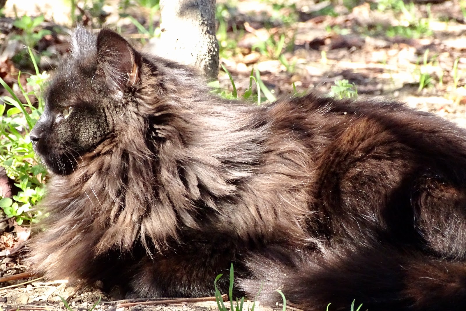 SANTICAT GATOS CIMARRONES: GATO DE PELO LARGO