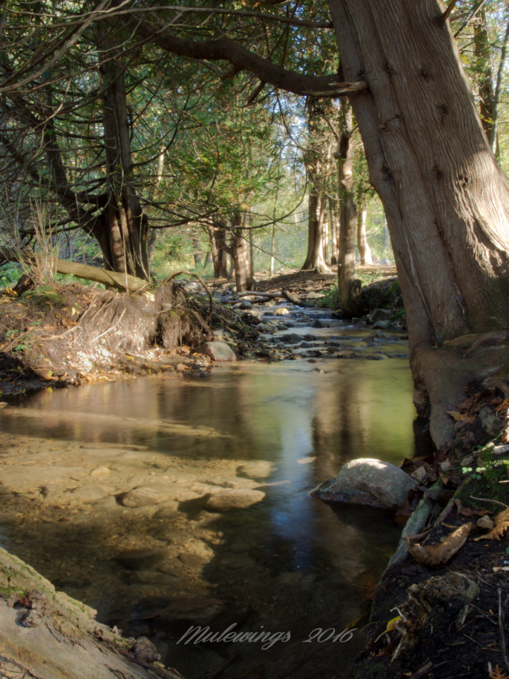 Mulewings: Take a Hike at Parfrey's Glen State Natural Area!