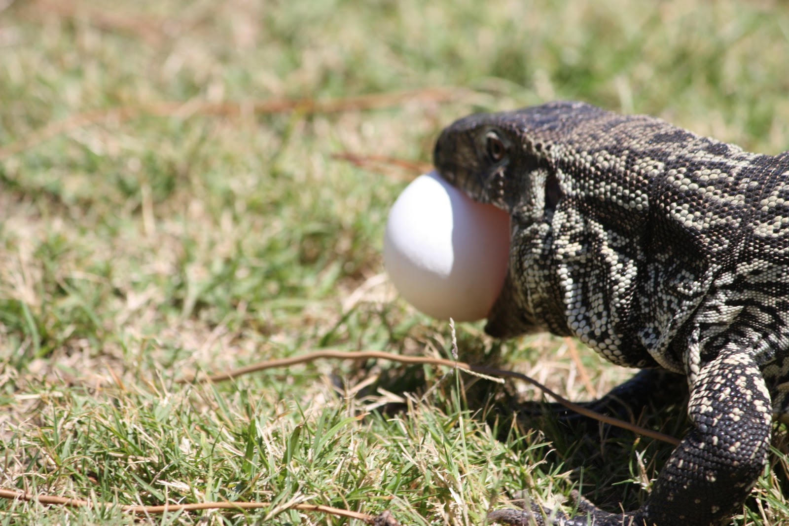 UNA FOTO - UNA HISTORIA: LAGARTO OVERO