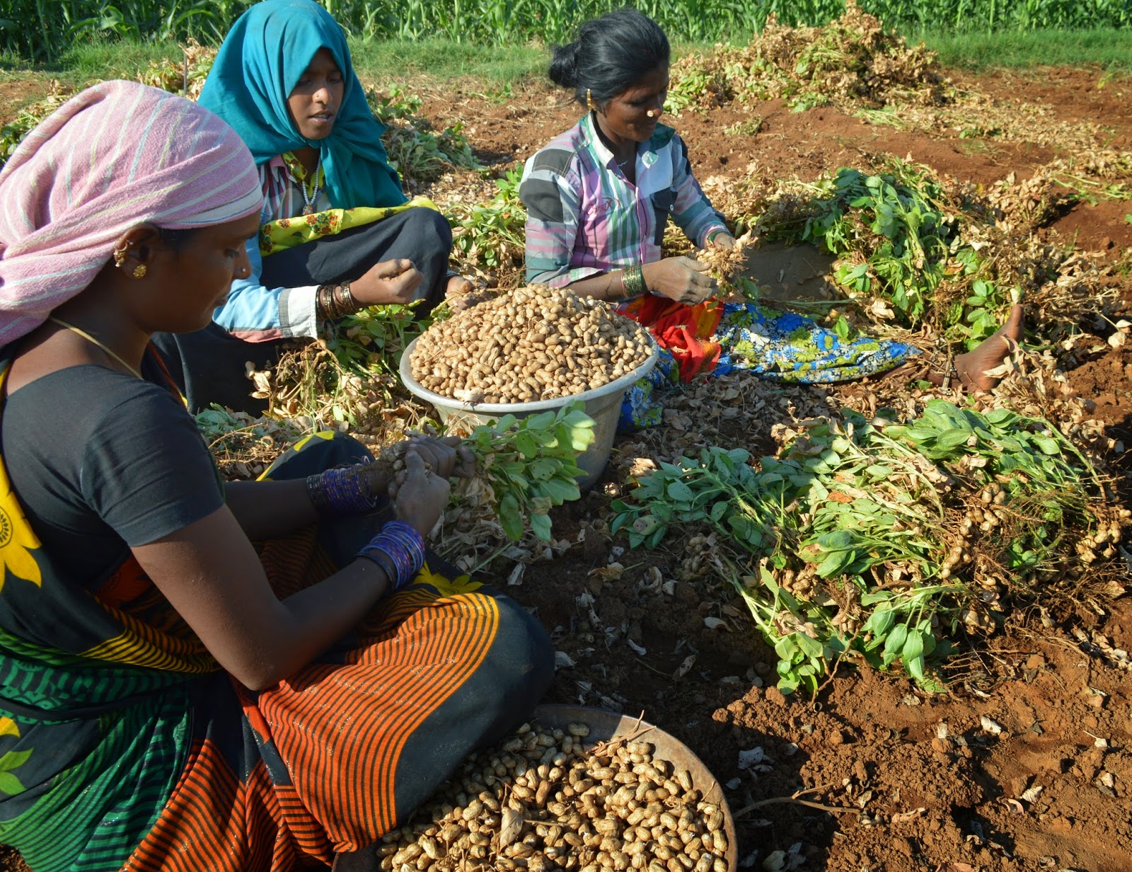 NGO News blog, NewsLine: “Ground nut cultivation is suitable to ...