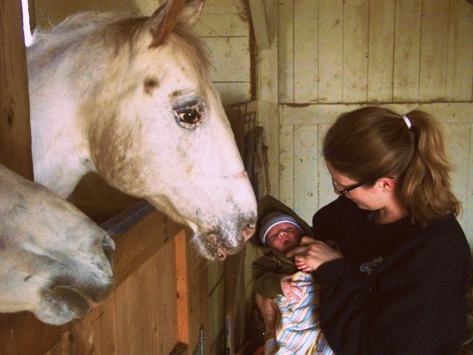 The Life of a Novice!: I Have Experience Raising...Horses