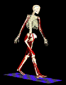 Análisis de la Marcha: La Marcha Normal