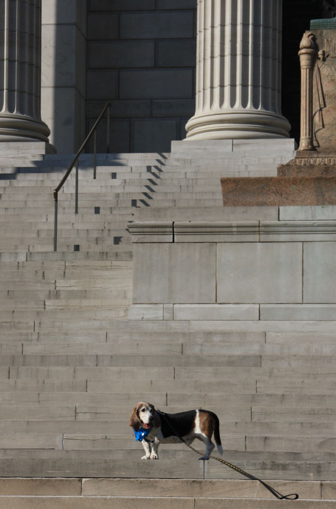 Jake's Takes: Basset Thoughts: Jake for President