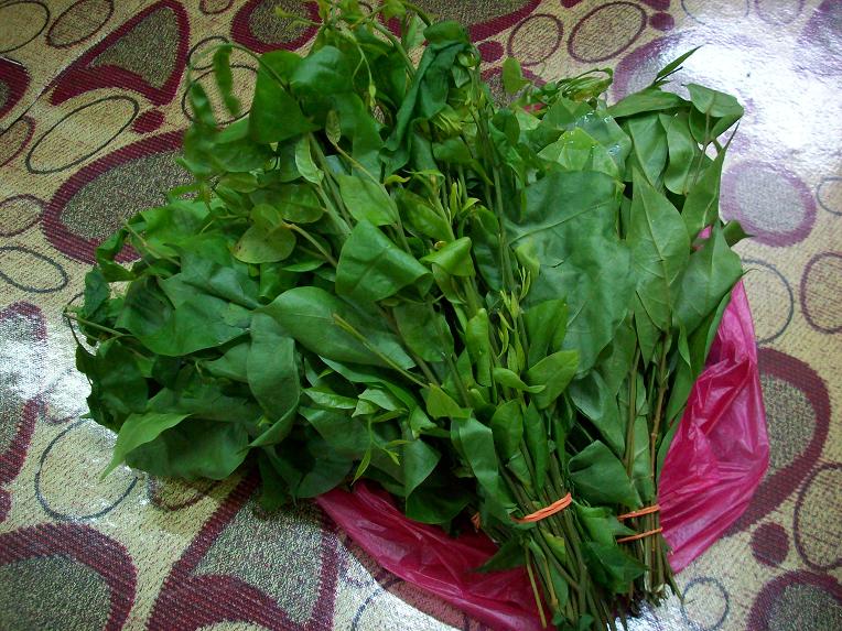 Semua Menjadi: Pucuk Cemperai