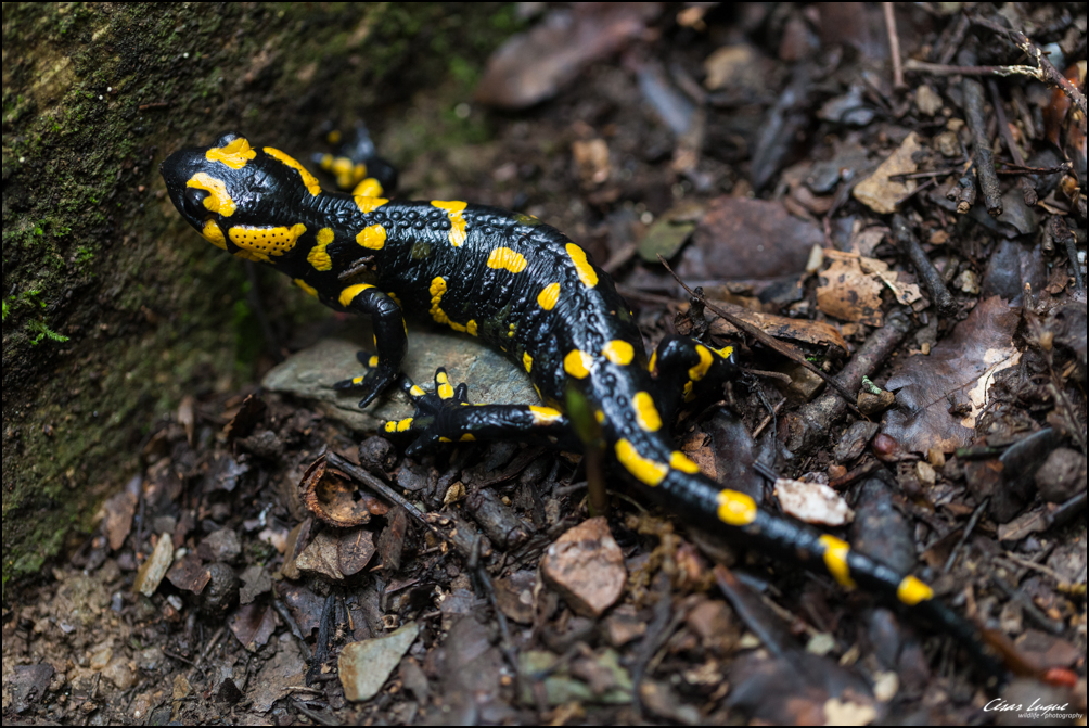 Fotografía y Conservación: Salamandra Común (Salamandra salamandra)