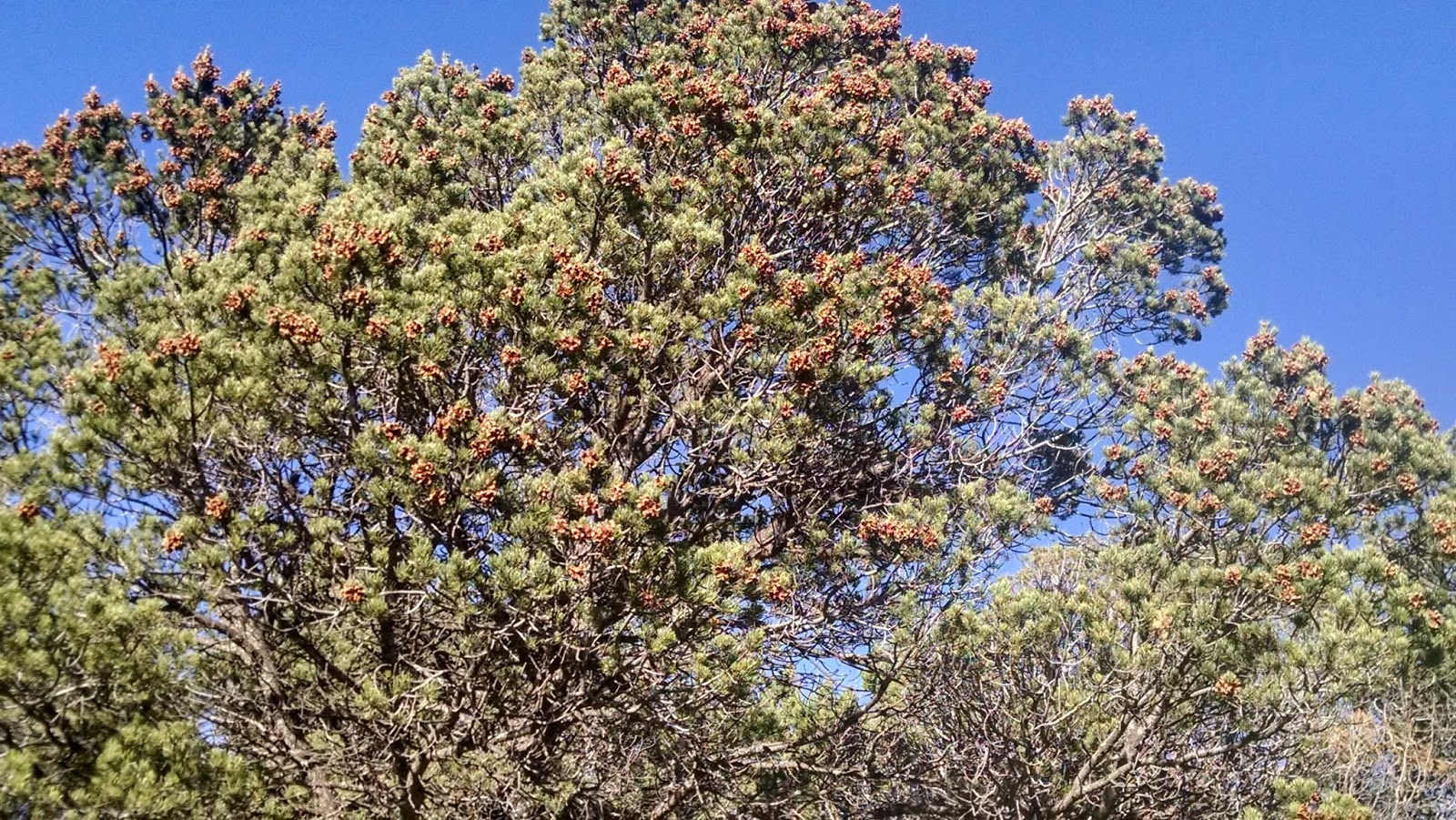 Sword Of Survival: Pinyon Tree- Edible Nuts