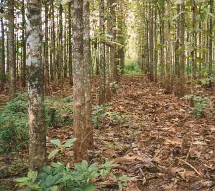 Diversidad de Arboles Maderables en Panama Por: Imalay Chanis