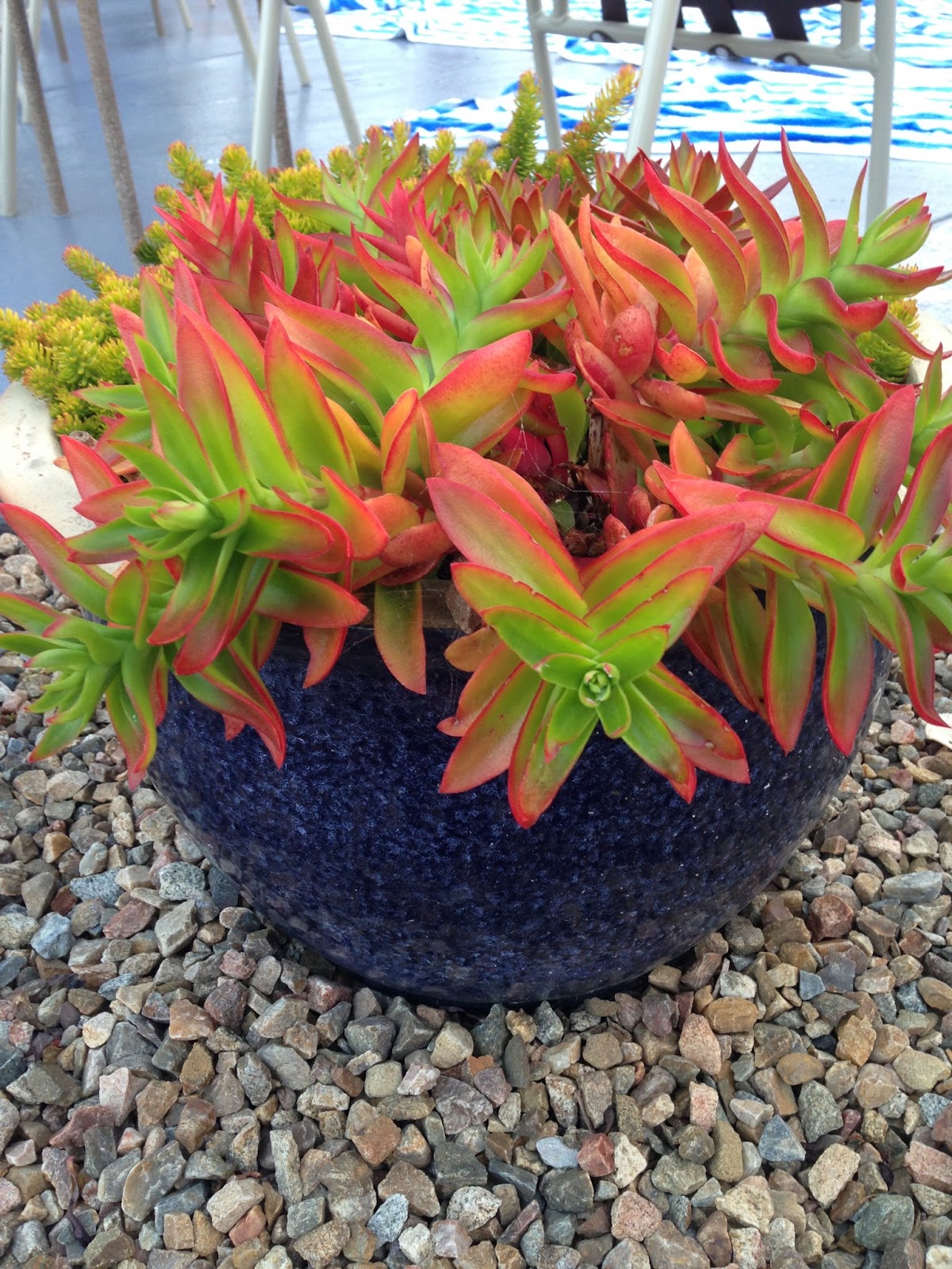 hummingbird hype: More beautiful succulents central California