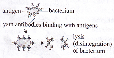 iGotcha! : The Role of the Circulatory System in the Body's Defence ...