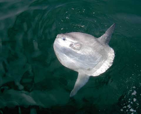 The Sunfish | Facts About All