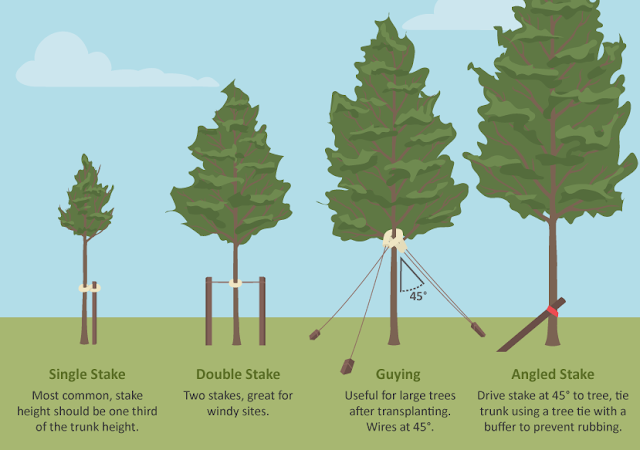 Gardening: Guide to Staking and Guying Trees