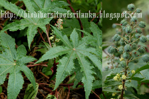 Biodiversity of Sri Lanka: එඬරු/තෙල් එඬරු/බෙහෙත් එඬරු[Endaru[Erandu ...