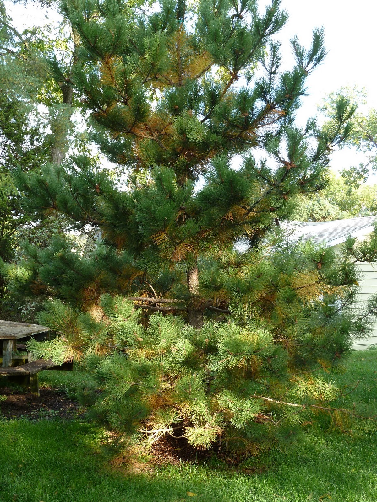 Trim Pines Landscape Updates & More: Fall Color in Evergreen Trees? You ...