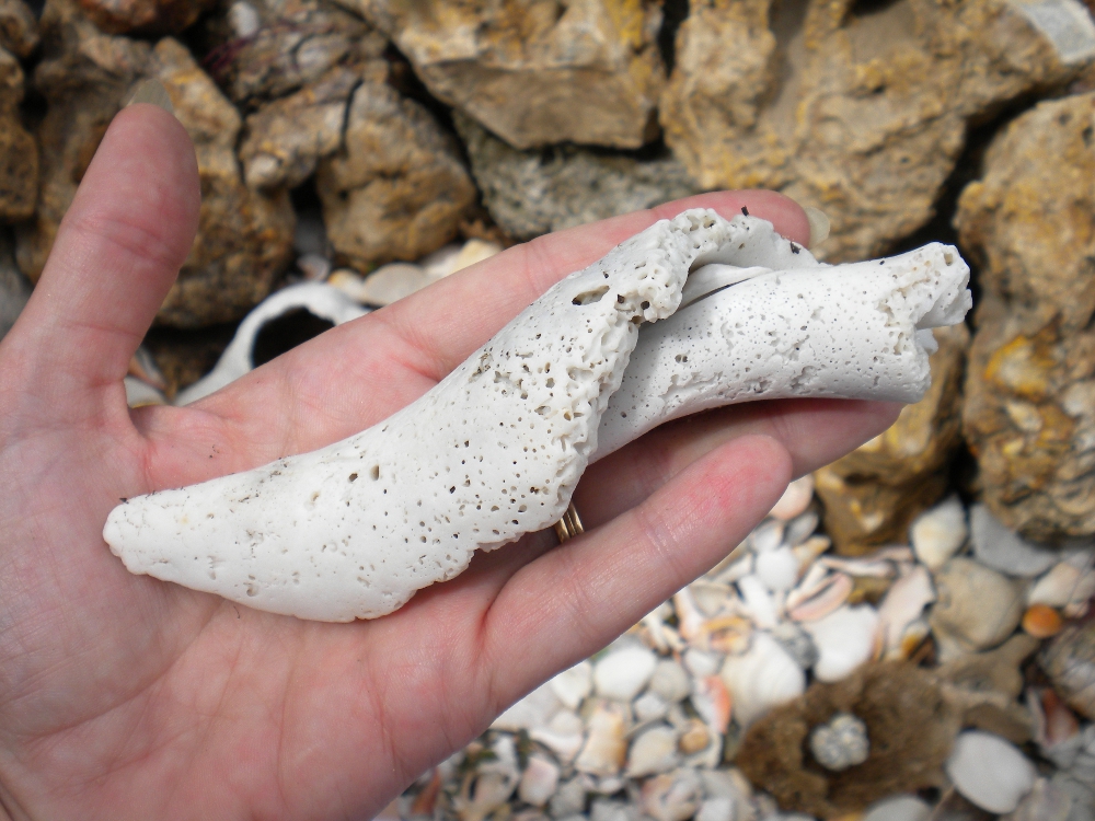 Del's Shells: Seashell Saturday