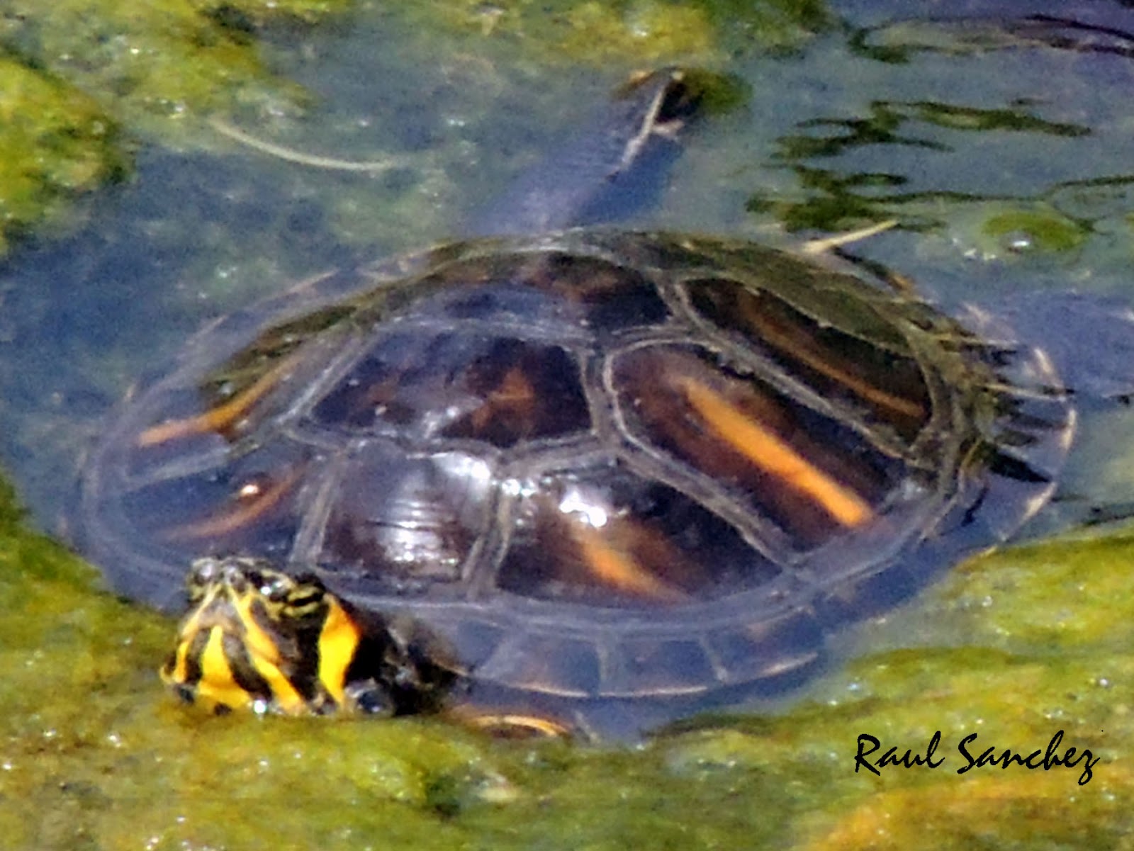 Naturaleza Viva : Tortuga de Florida (California,Trachemys scripta )