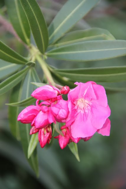 Singapore Plants Lover: Nerium indicum