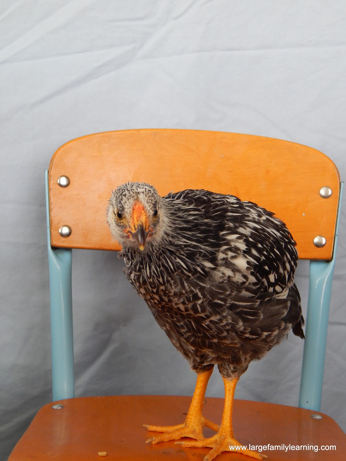 Large Family Learning : Raising Chickens: 6 Weeks Old