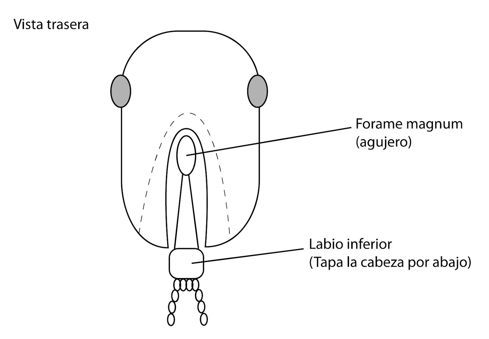 el moderno prometeo: Anatomía de Insectos: Cabeza