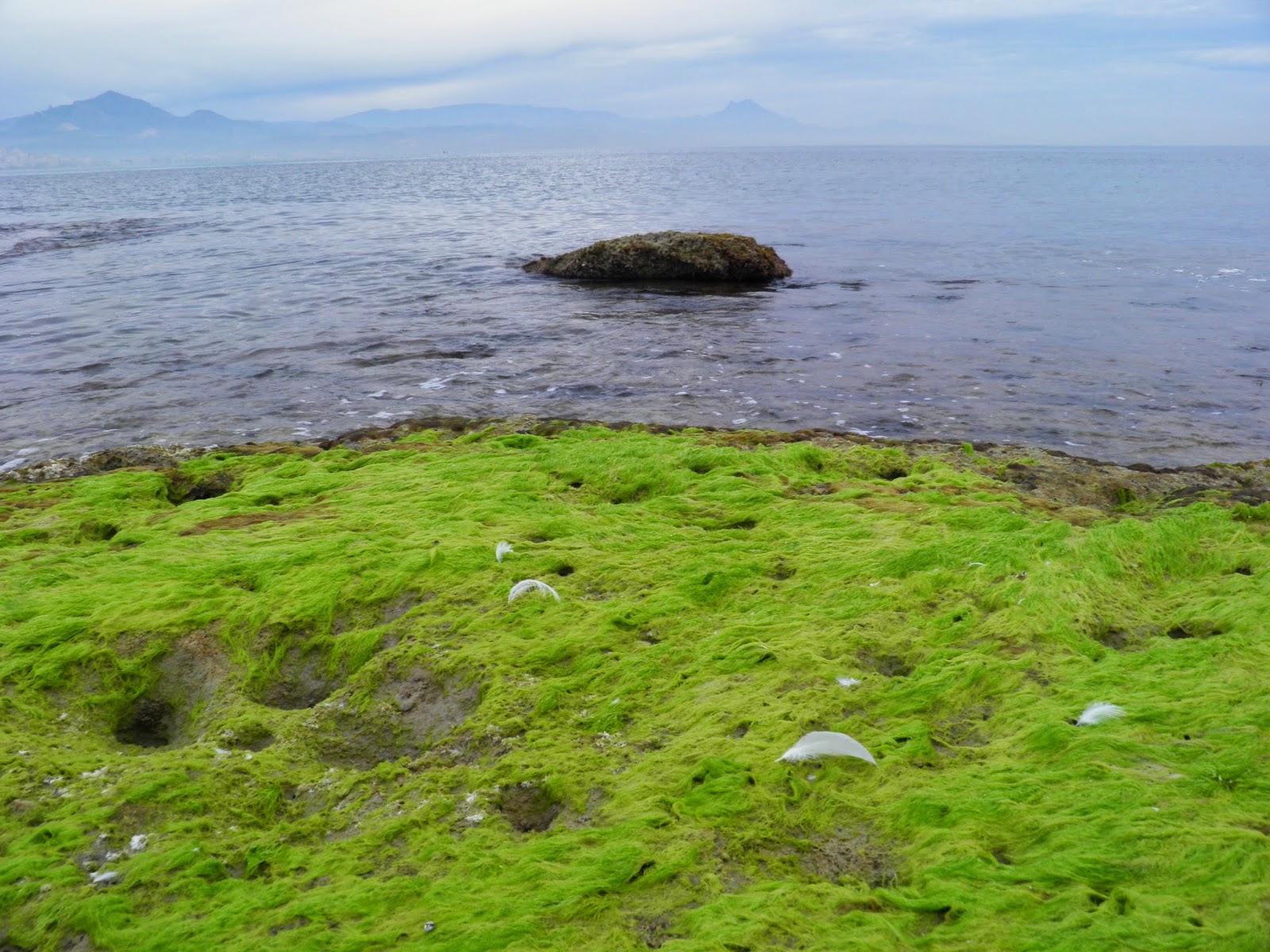 EL OBSERVADOR DEL CABO DE LA HUERTA: FLORA INFRALITORAL DEL CABO DE LAS ...