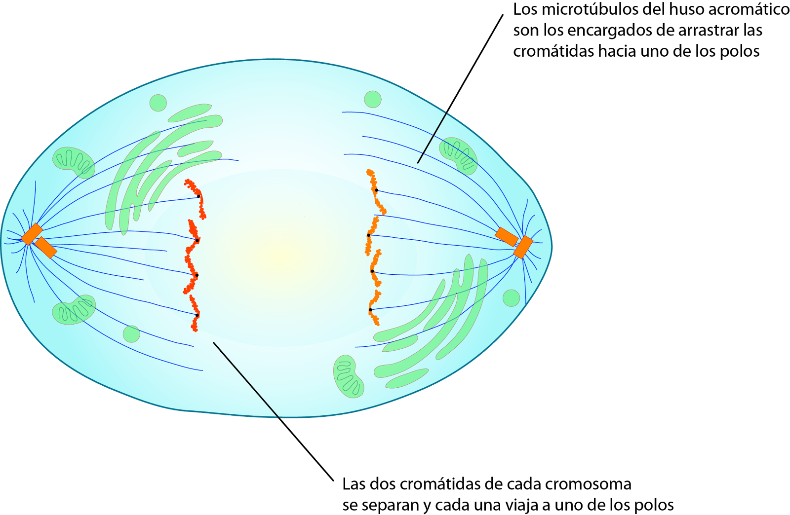 el moderno prometeo: Ciclo Celular: Mitosis
