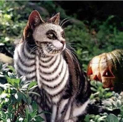 10 Foto Kucing yang Tampak Menyeramkam