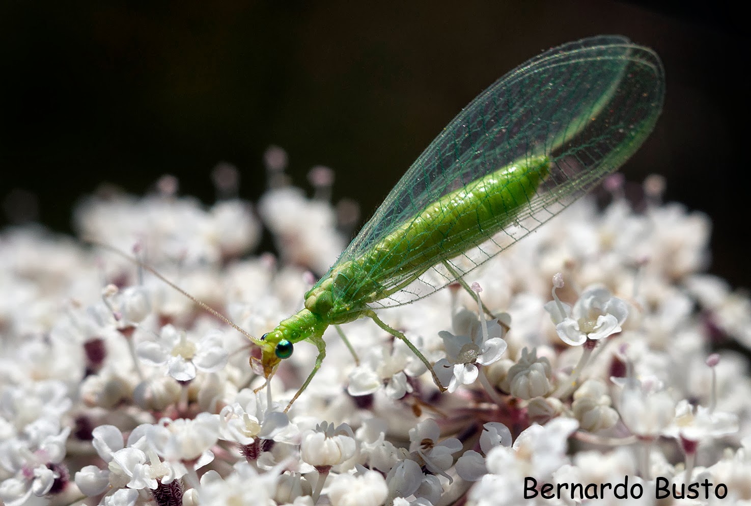 RÍA DE LA VILLA: septiembre 2013