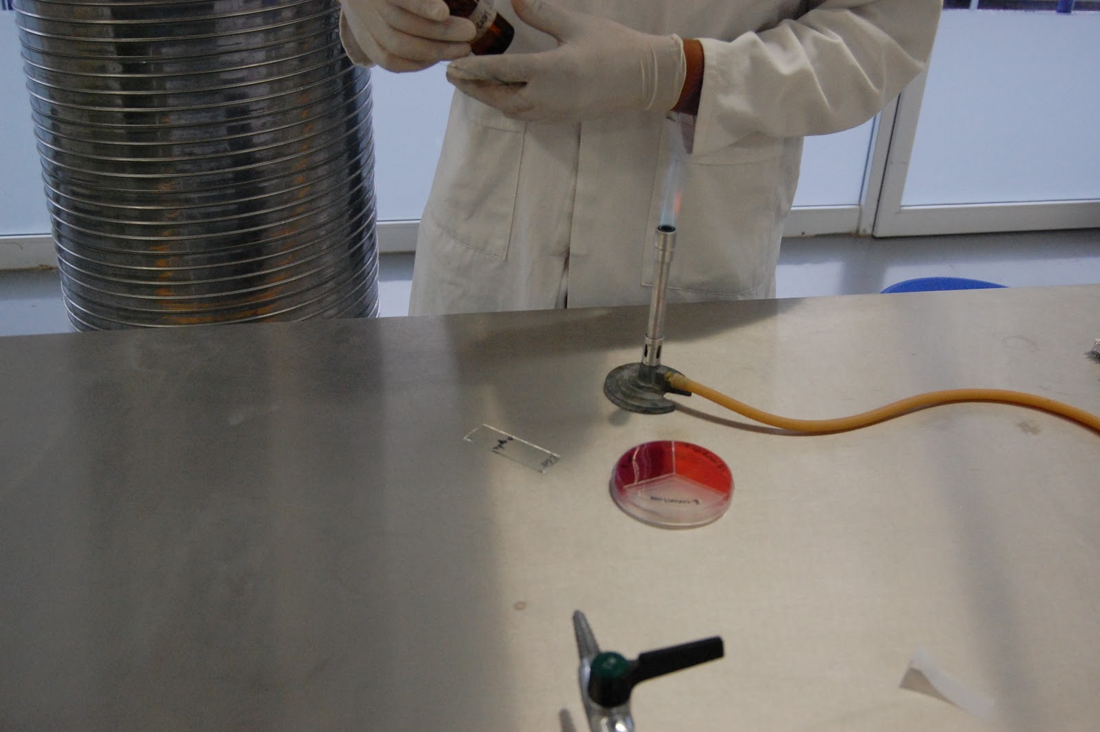 Grupo B de Microbiología de la FCQ: Actividad 05: Observación ...