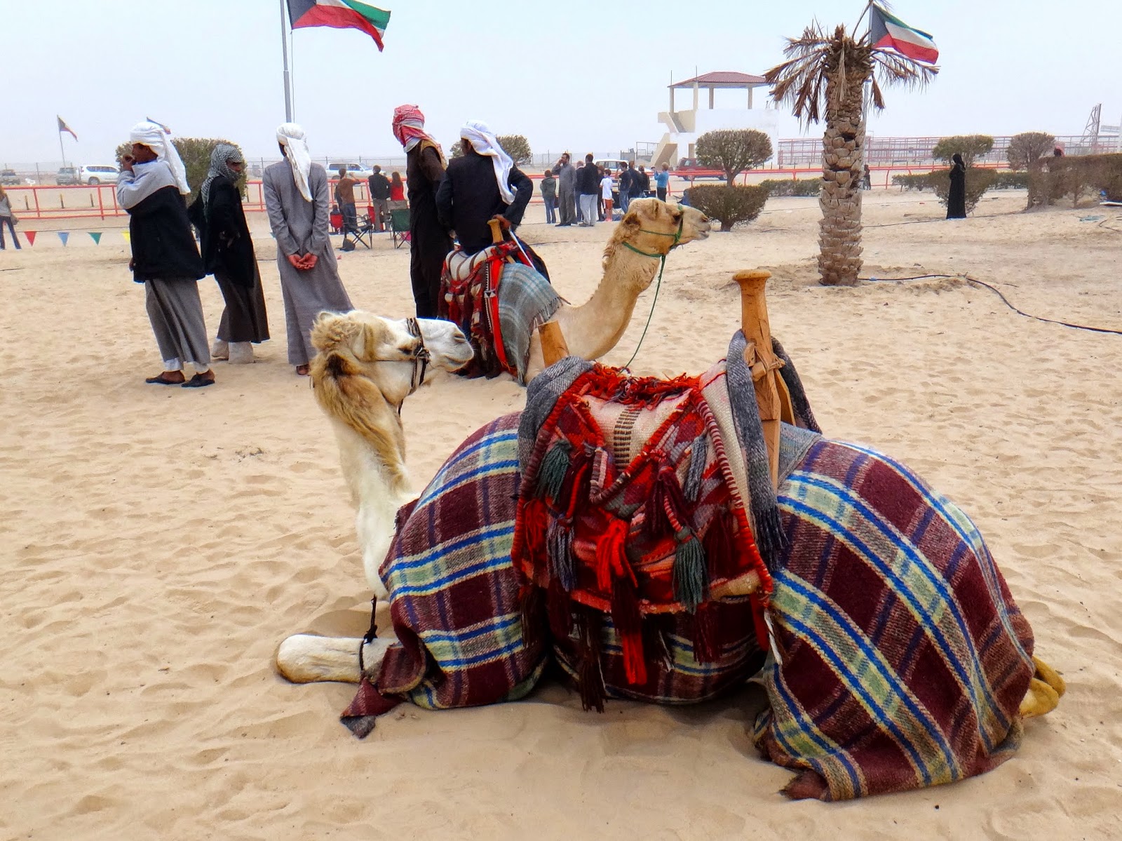 Wayward & Wandering: The Kuwaiti Camel Racing Club