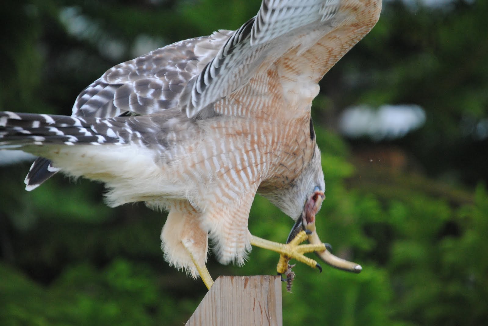 Field Notes and Photos: Red Shouldered Hawk (Buteo lineatus)