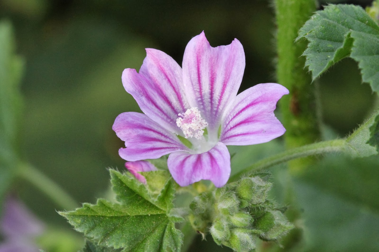 LAVATERA CRETICA. malva bastarda, malvaloca.