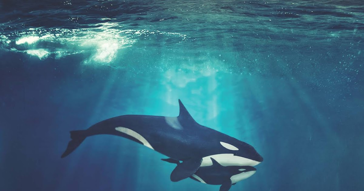 The Clever Sheep: Going EPIC with Orcas