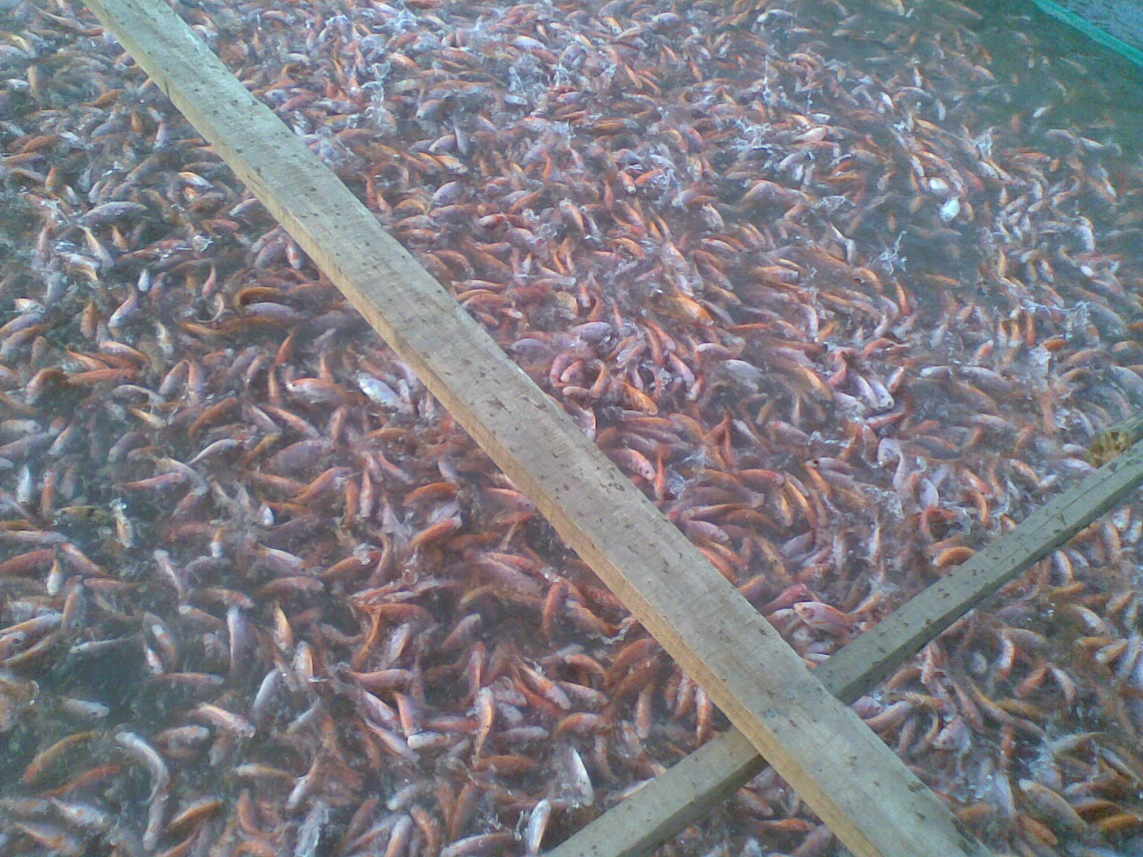 Be Ca O Dong Thap B C ng Th p Red Tilapia be-ca-o-dong-thap-b-c-ng-th-p-red-tilapia