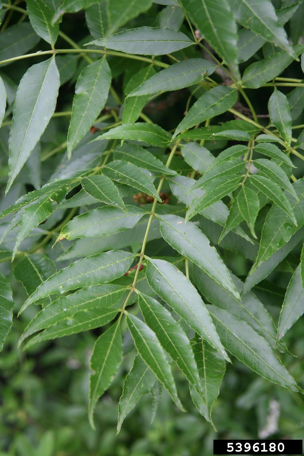 Center for Invasive Species and Ecosystem Health: Fraxinus, A Crowd ...