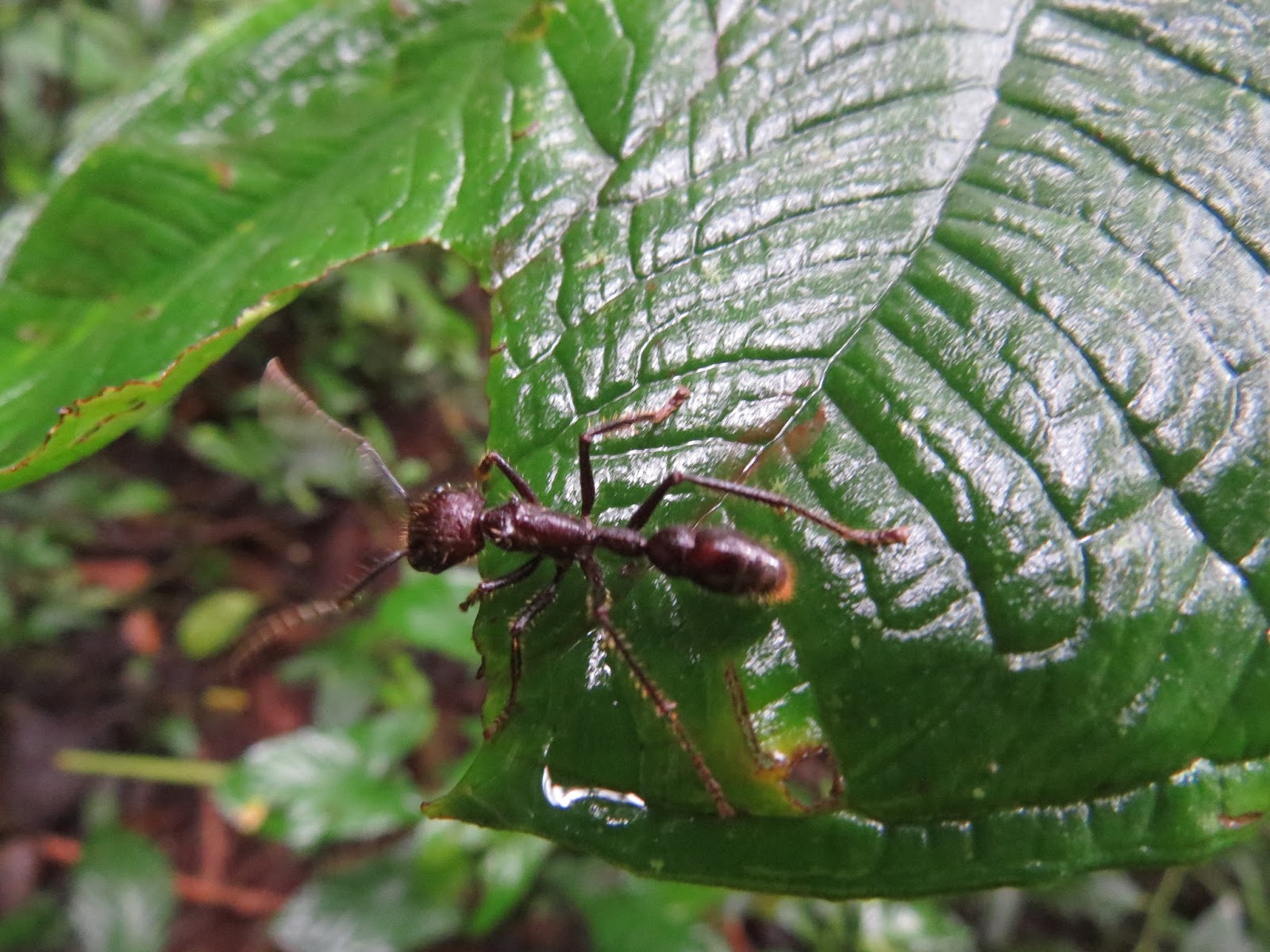A Ten-Lane Highway Through the Amazon (Ants Only)