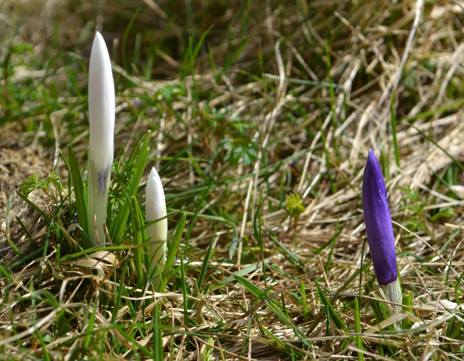 Walks among Flowers: Berkshire: Inkpen Crocus Field and Steventon