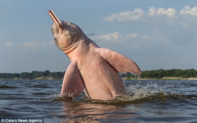 White Wolf : Rare bubblegum pink dolphin photographed in Amazonian river