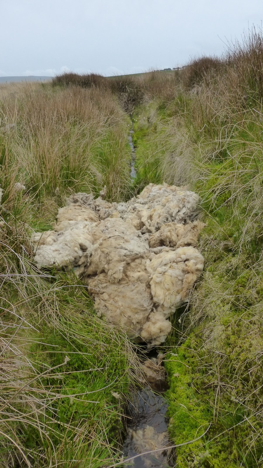 Backsbottom Farm: Slow the Flow - Check Dams on Fell