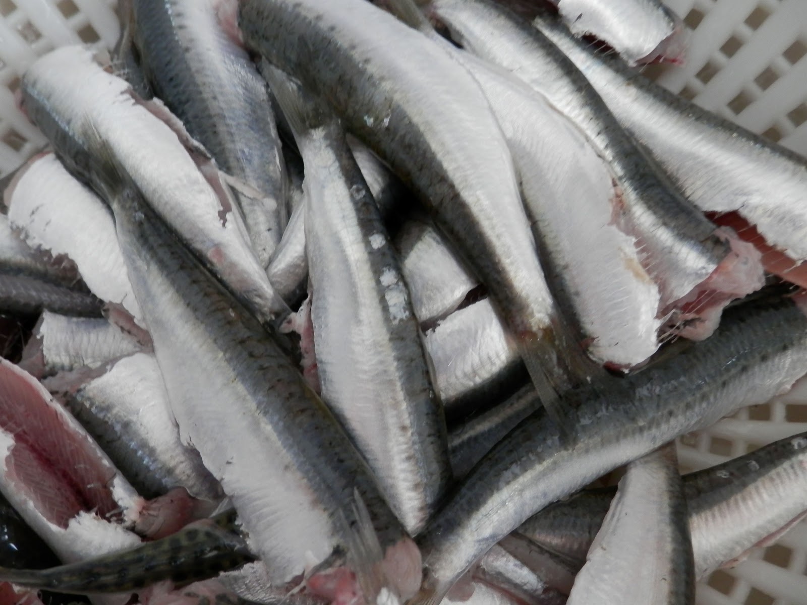 La Cuciniera Moderna: Sarde al forno, la ricetta light