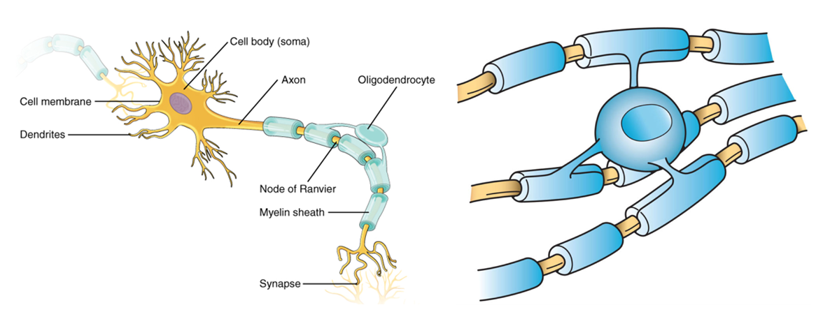 Epiphany: More Myelin? Or just Better Myelination - Intelligence, PDE4 ...
