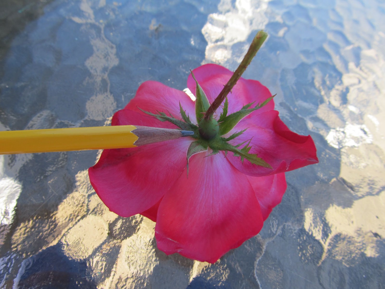 Horsing Around At Home: Flower dissection Apologia Botany Horsing Around At Home: Flower dissection Apologia Botany