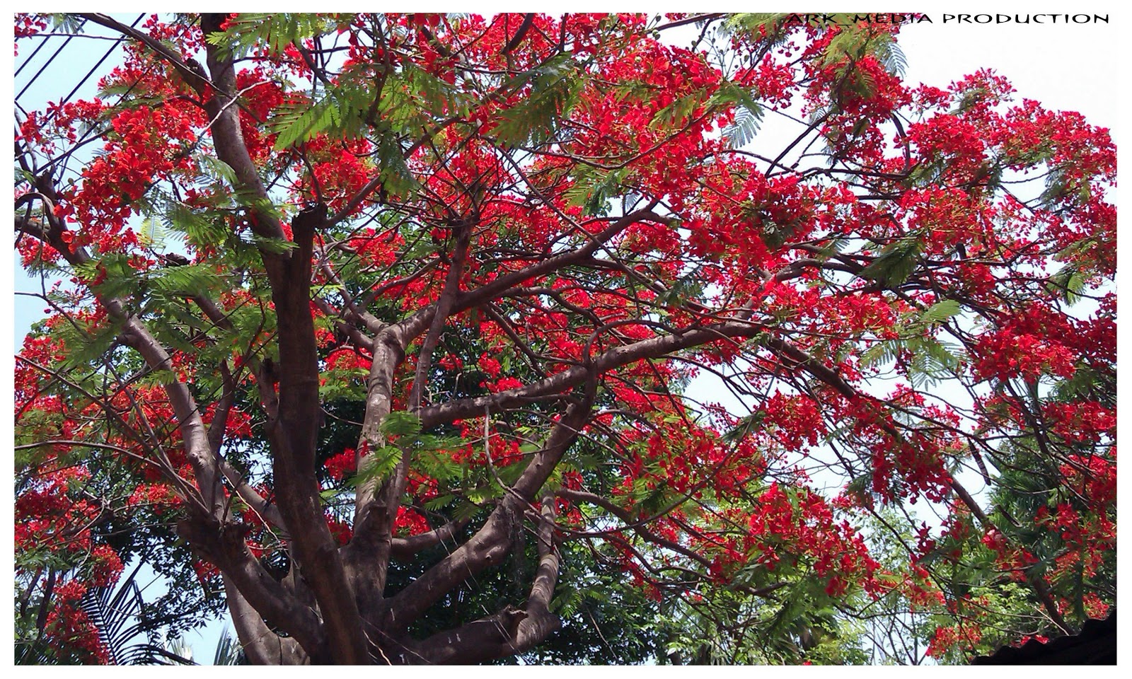 WELCOME TO ViSIT OUR PAGE............: Flowers of Bangladesh: krishnachura