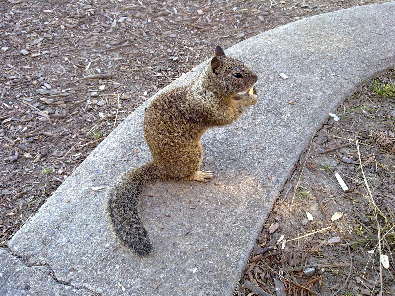 Naturetastic Blog: Central Park Squirrels