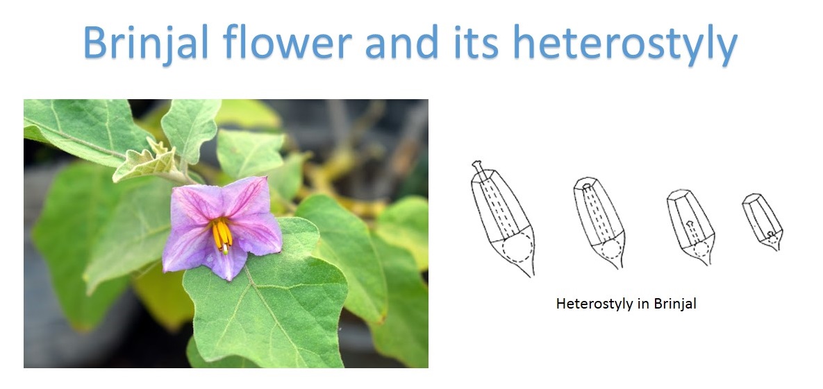 Floral Morphology of Vegetables ~ A2Z Veg-Science