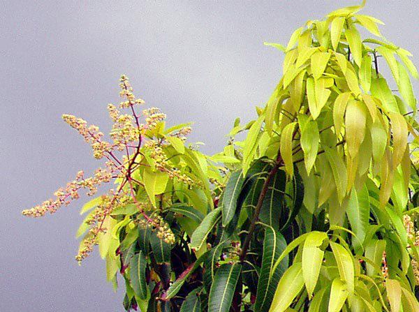 Viswa Bharati Vedic Astrology : Plants used as Patri for Vinaayaka ...