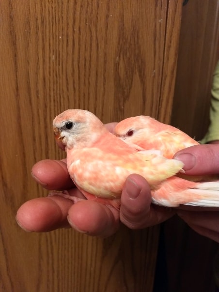 The Splendid Bourke Bird Blog: Rubino Bourke with Dark Eyes!